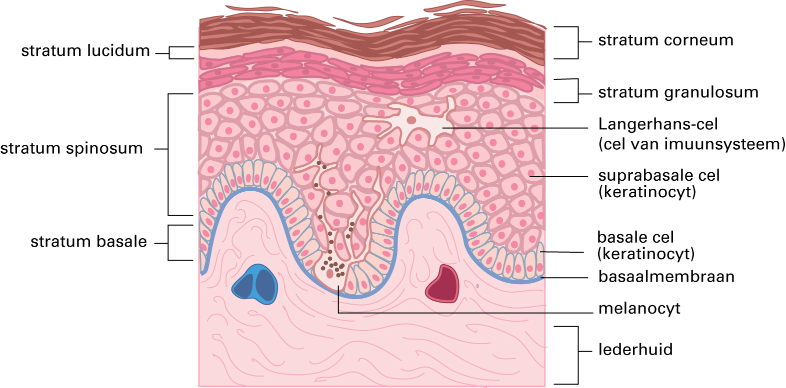 Basaalcelcarcinoom - Artikelen - Klinische Diagnostiek